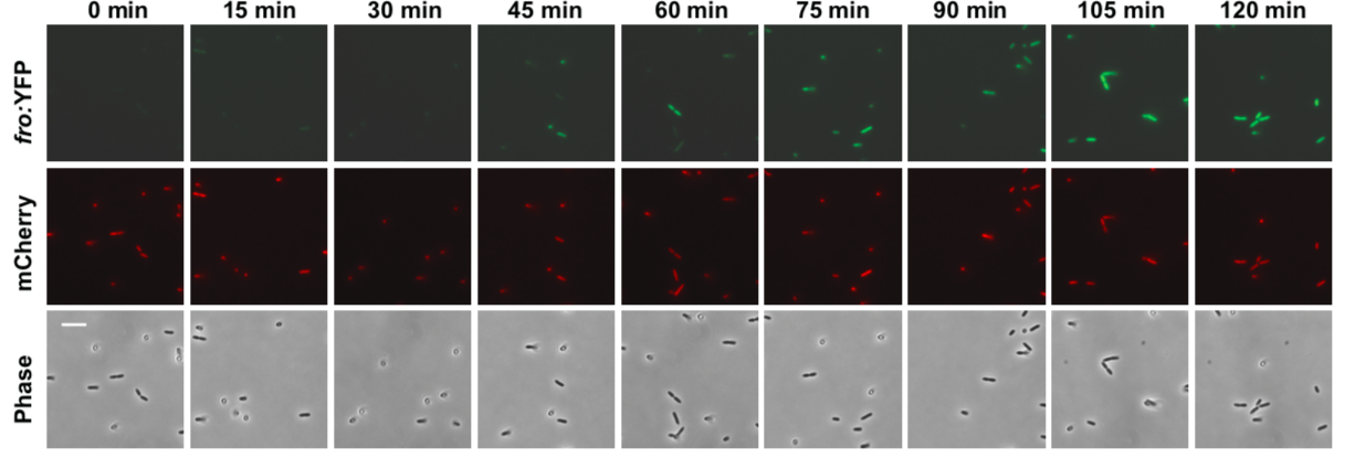 Rheosensing: how bacteria feel the flow | Research Communities by ...