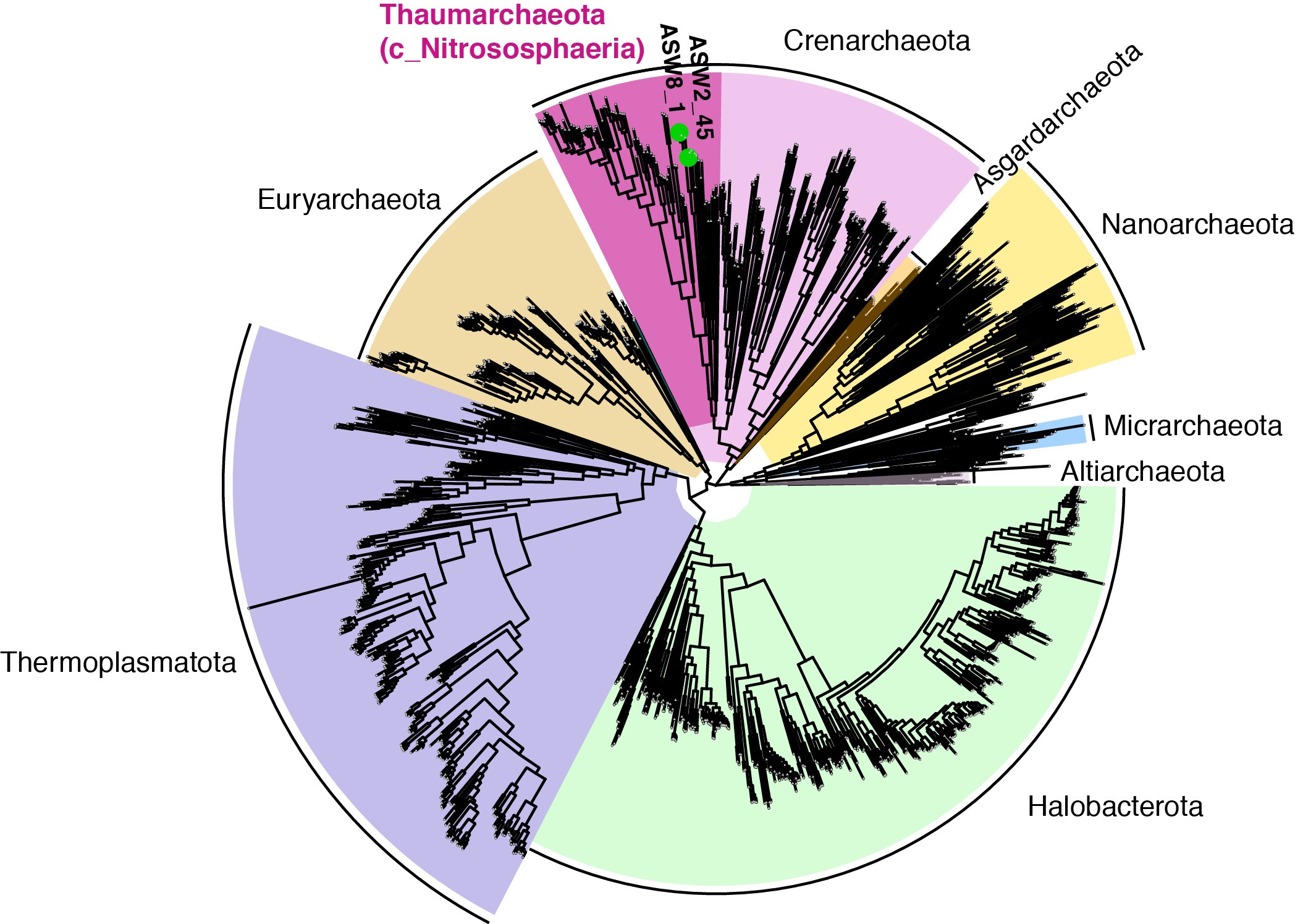 Pelagic Thaumarchaeota that do not oxidize ammonia? The discovery of a ...