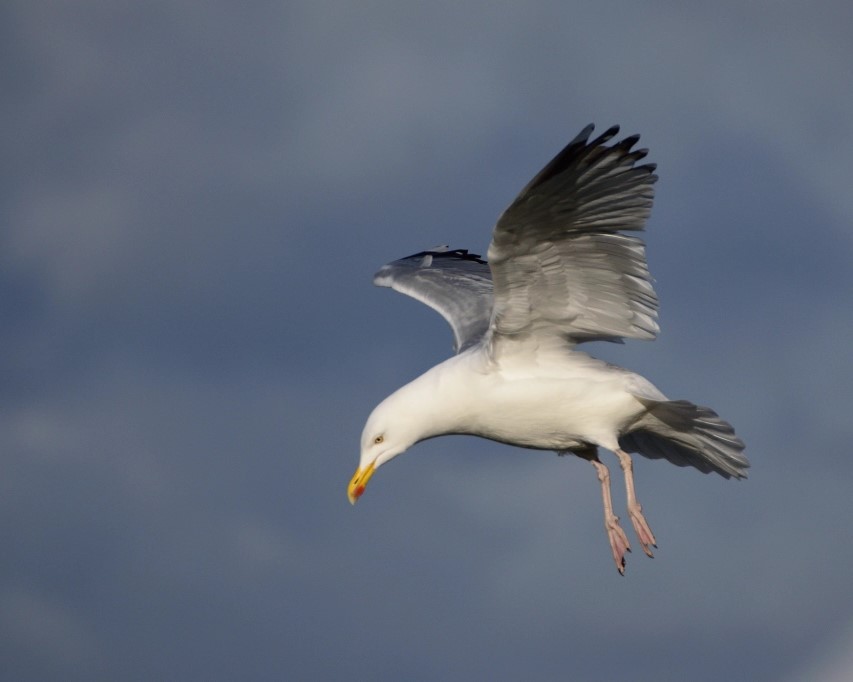 Why do gulls have grey wings? | Research Communities by Springer Nature
