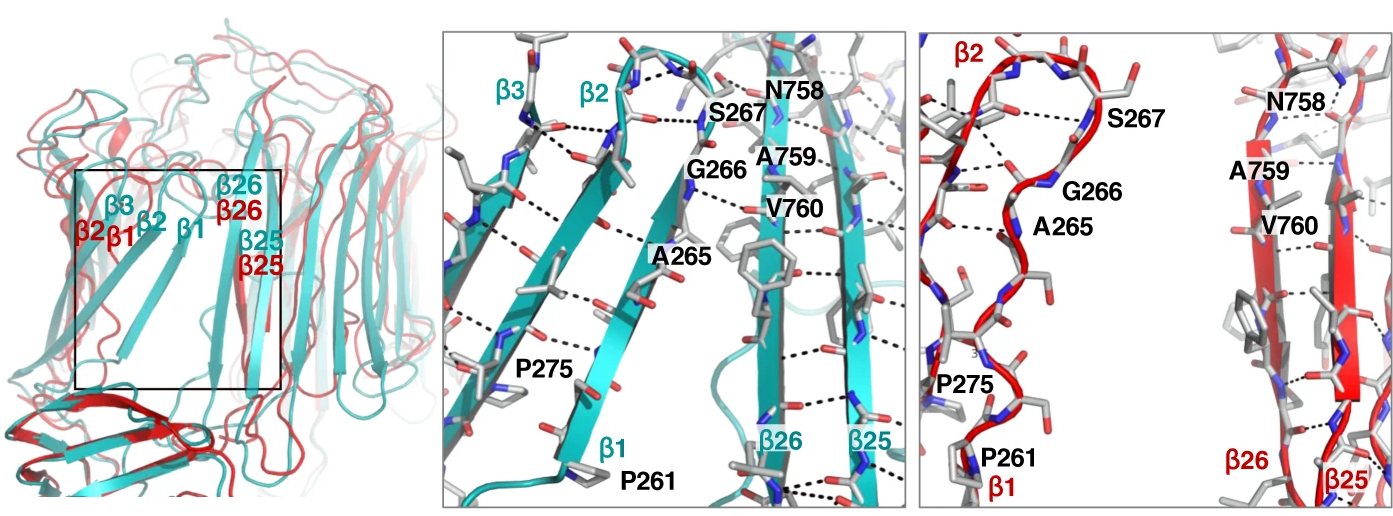 Cryo-EM Structure of Lipopolysaccharide Transporter LptDE Opens the ...