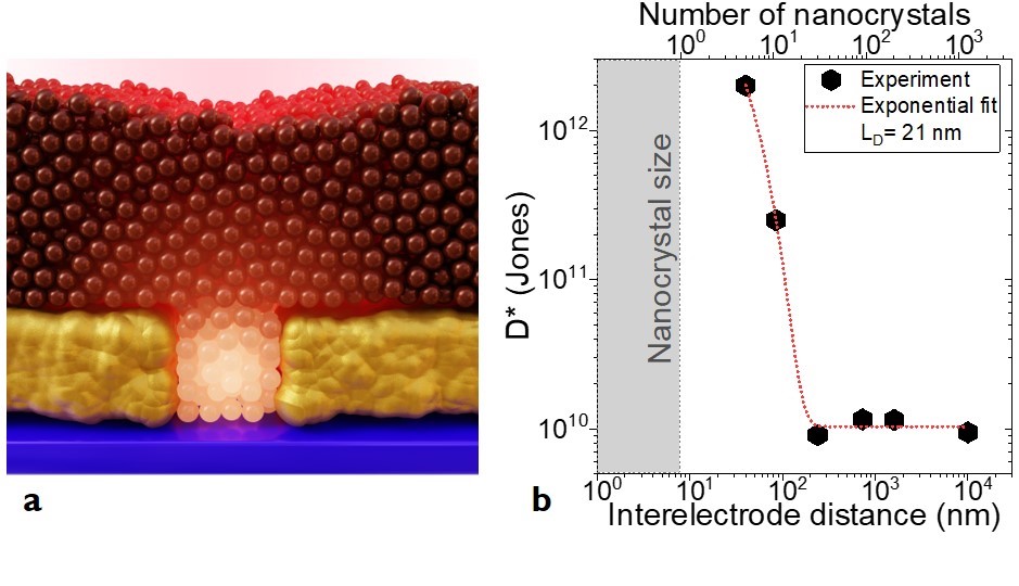 Infrared photoconduction at the diffusion length limit in HgTe ...