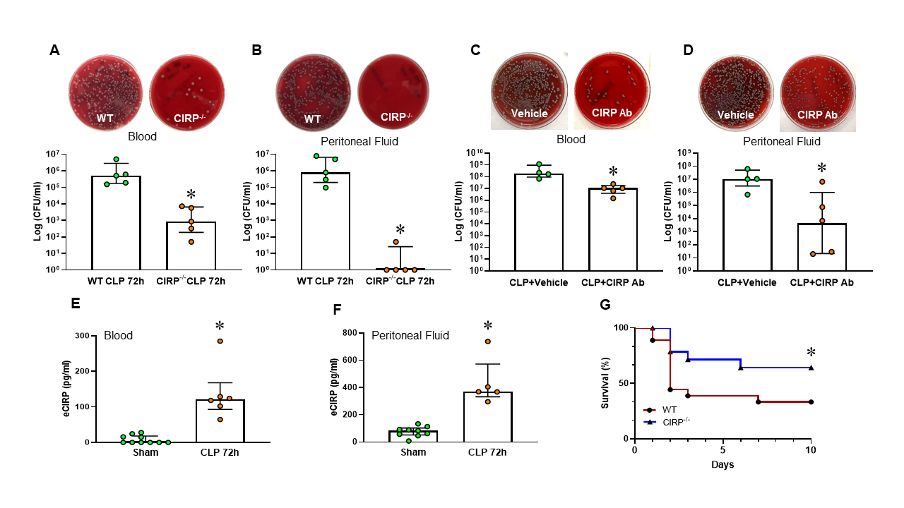 Extracellular CIRP dysregulates macrophage bacterial phagocytosis in ...