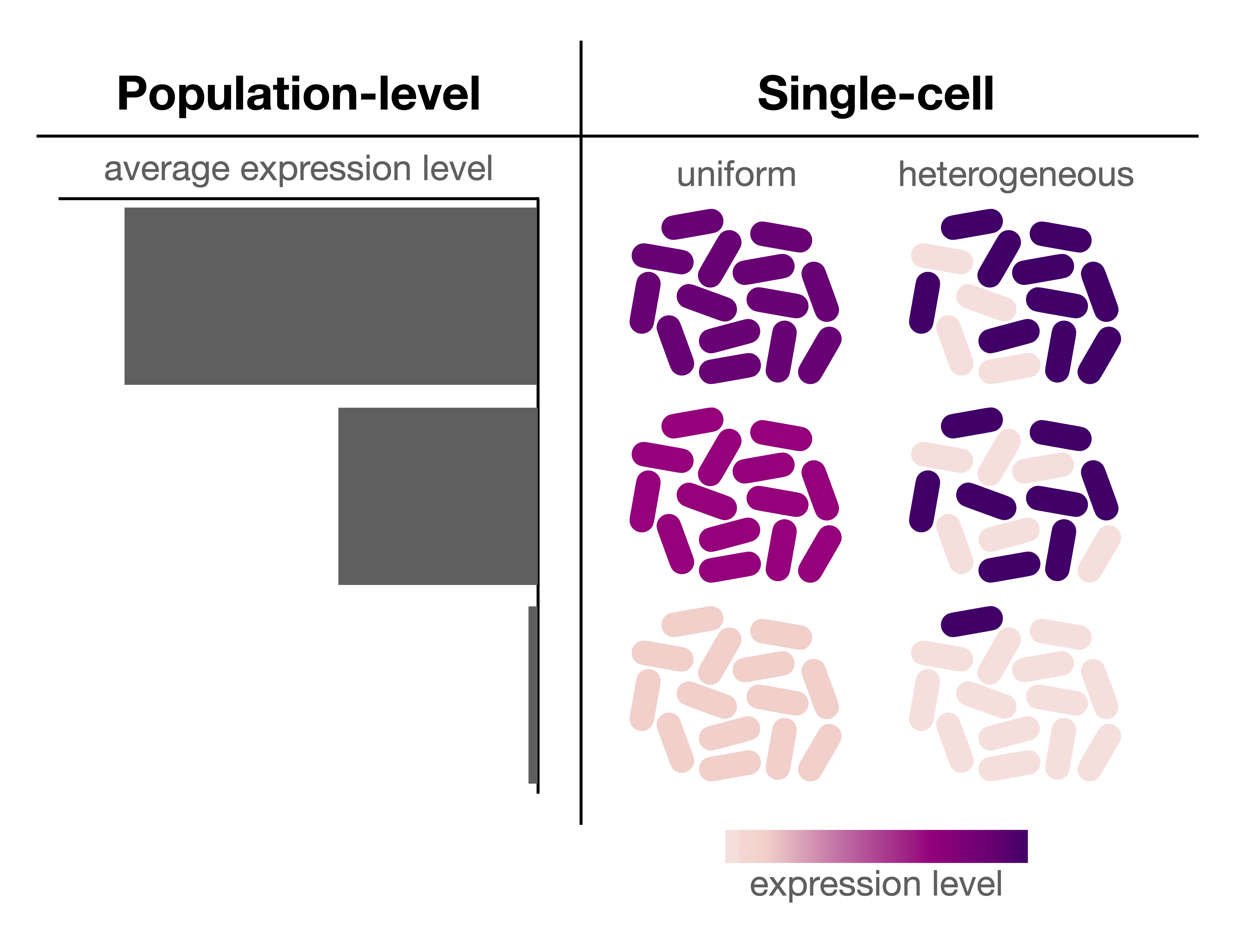 A single-cell perspective sheds new light on Salmonella infections ...