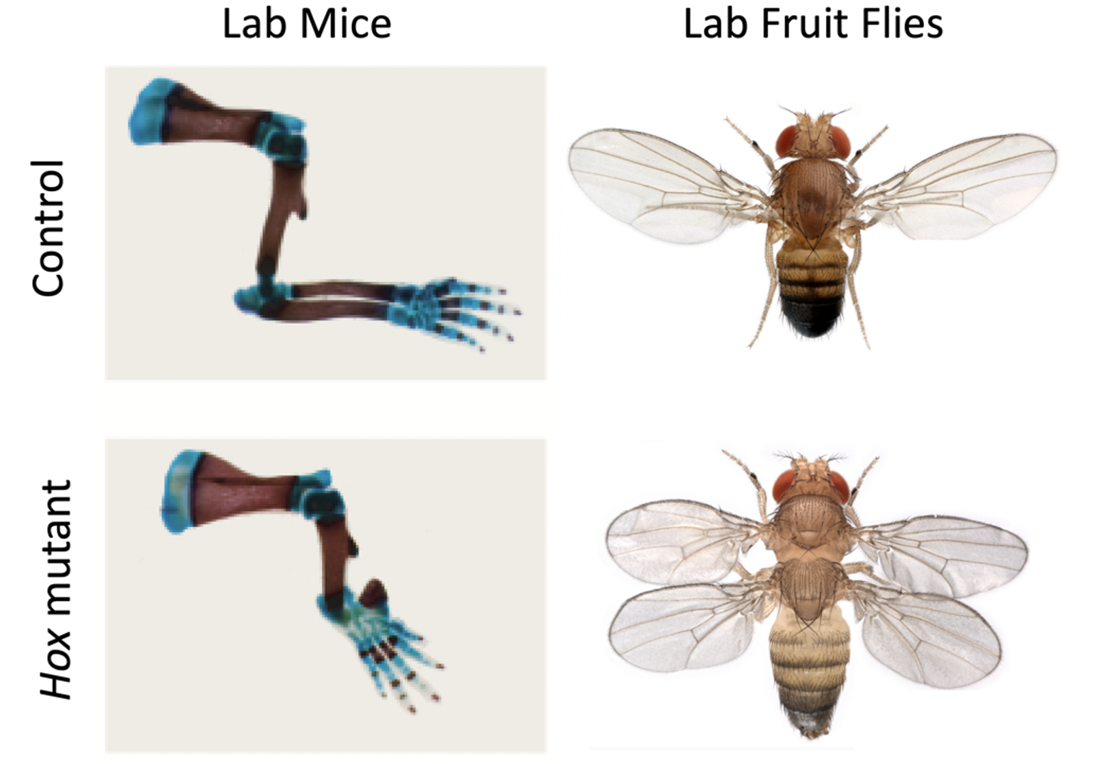 Sticklebacks and Hopeless Monsters | Research Communities by Springer ...