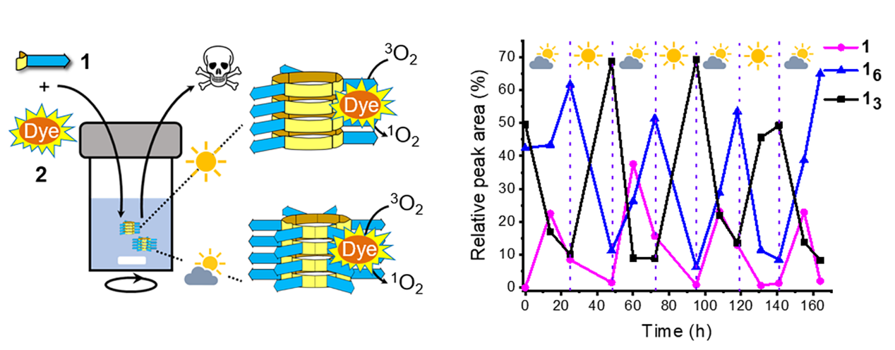 A synthetic replicator system undergoing Darwinian-like evolution ...