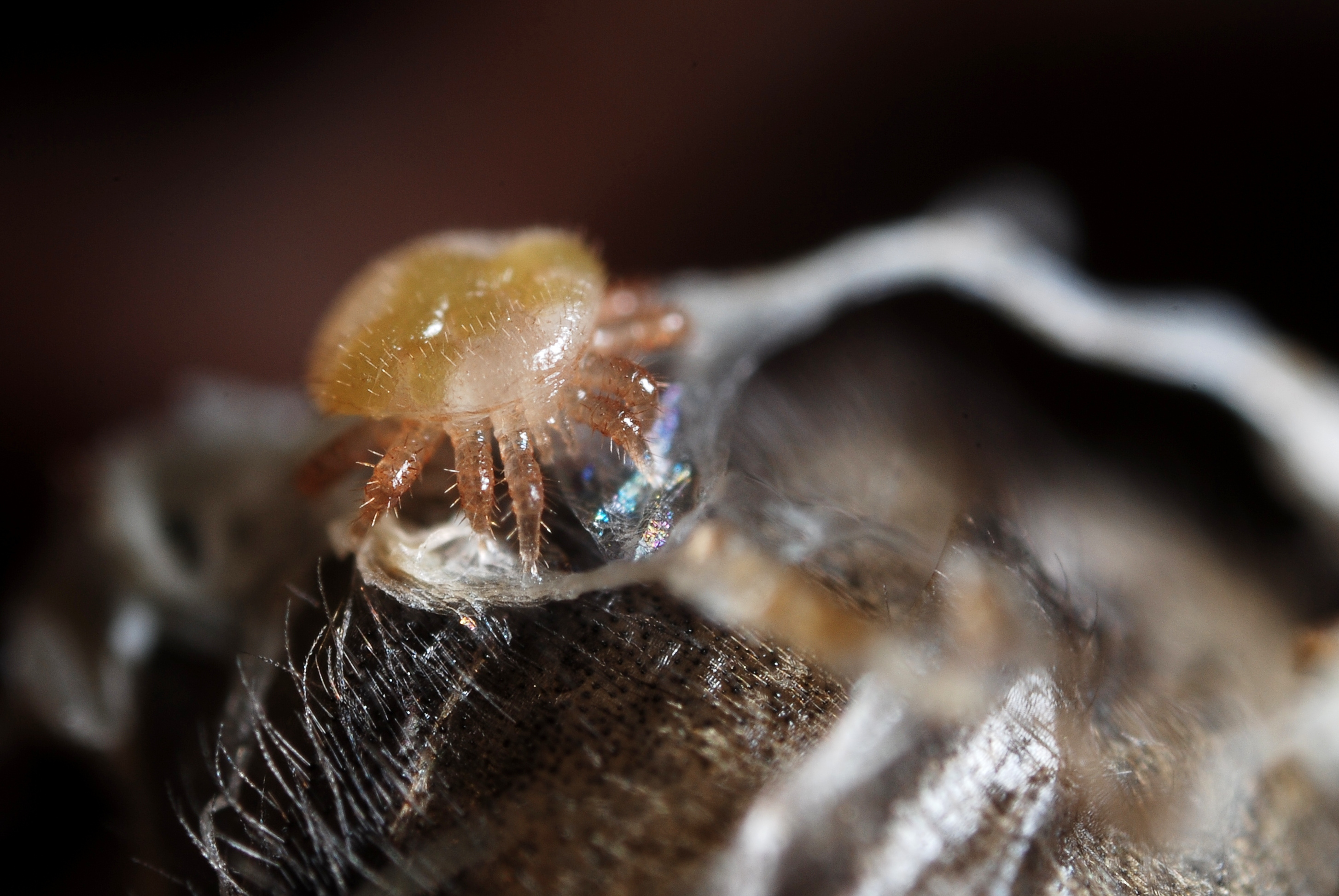 Destroying the Destroyer: Is RNAi technology effective in destroying ...