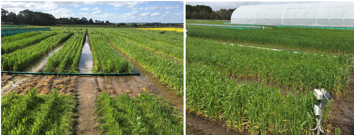 Advancing place-based crop modelling for global adaptation to crop ...