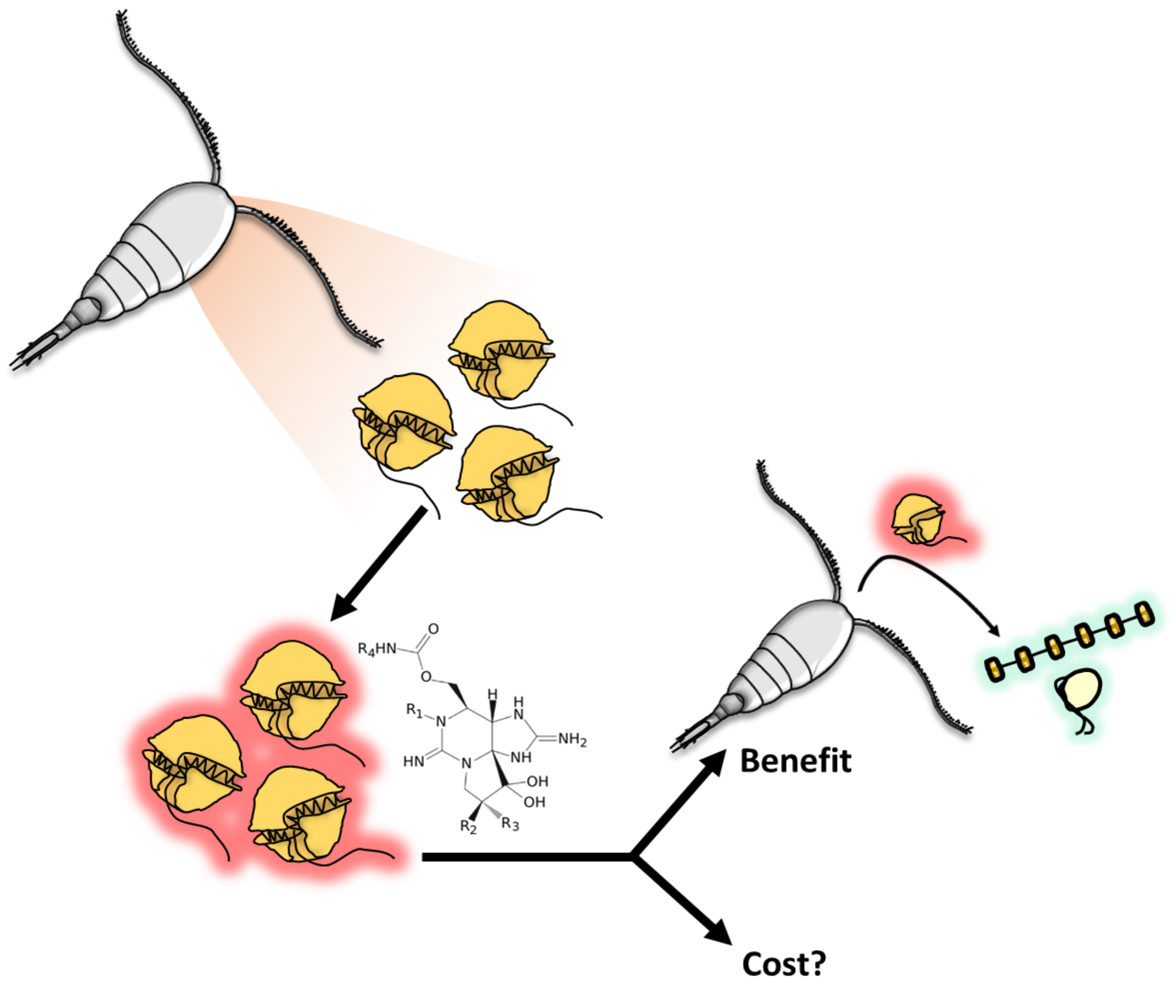 New insights into predator-induced dinoflagellate defenses | Research ...