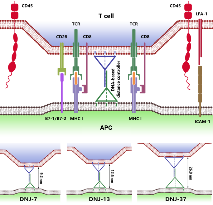 Membrane-anchored DNA nanojunctions enable closer APC-T cell contact in ...