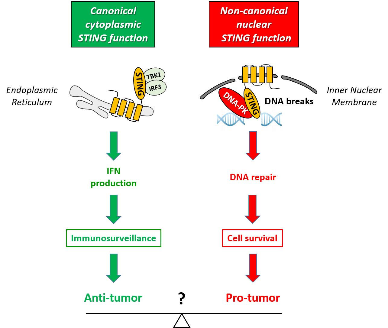 The unsuspected dark face of STING in cancer | Research Communities by ...