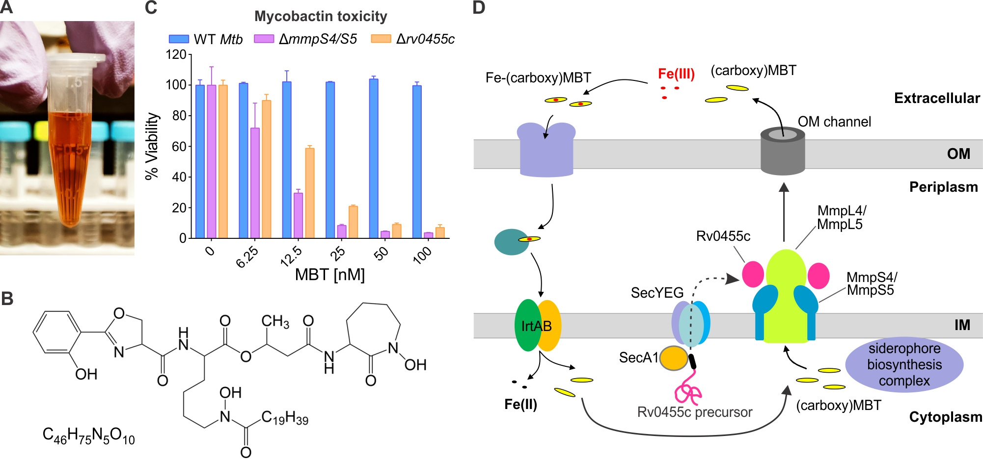 Siderophore secretion: an Achilles heel of the tubercle bacillus ...