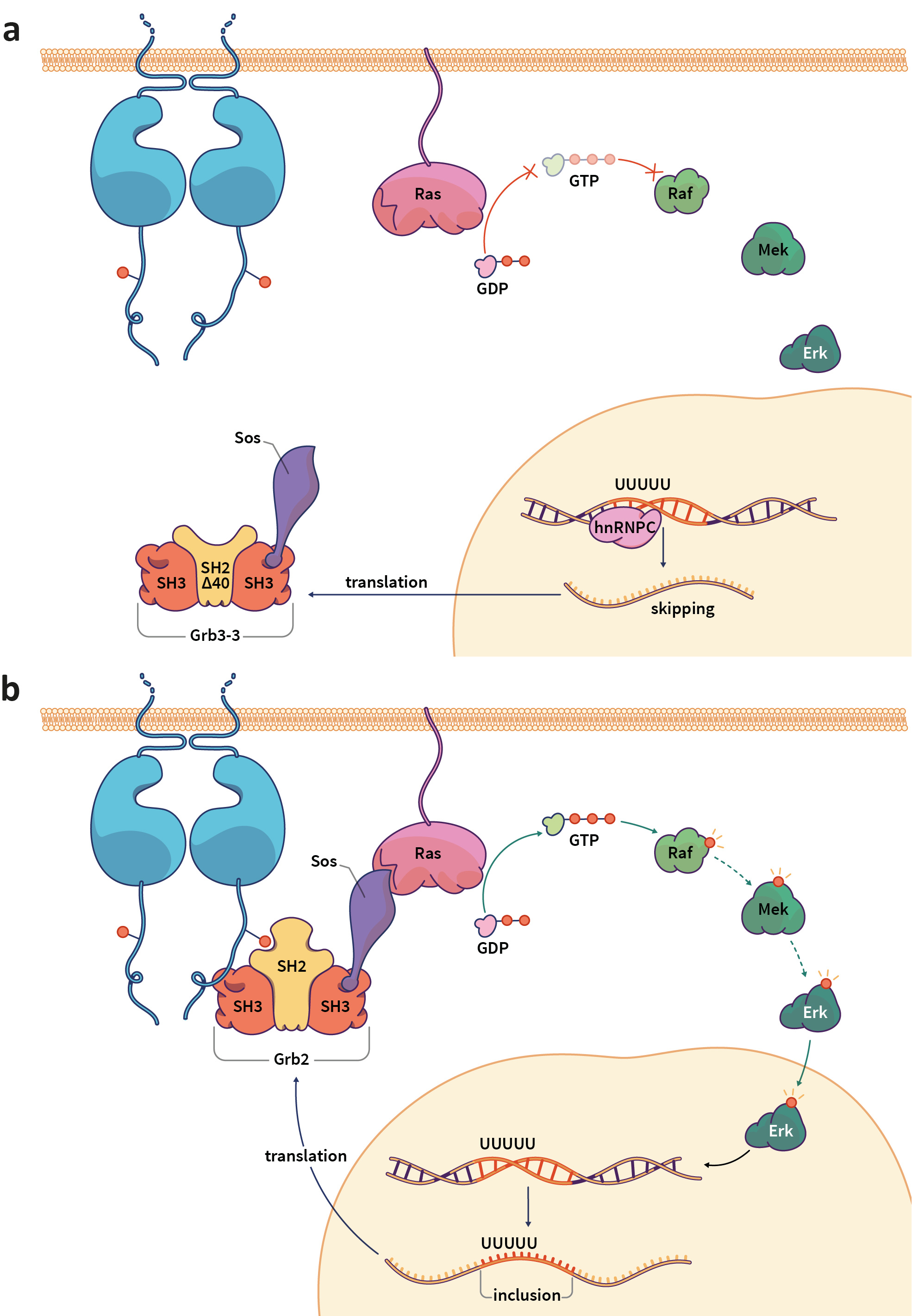 The Grb2 isoform, Grb3-3, negatively regulates Ras activation ...