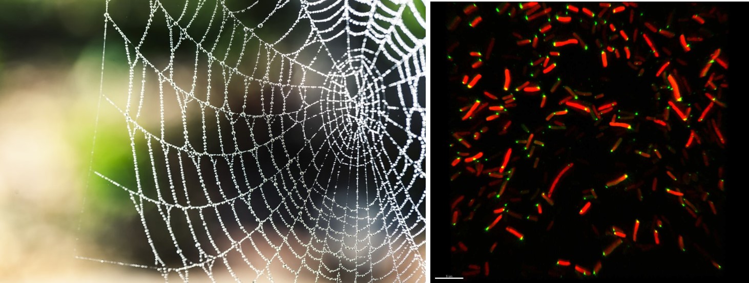 Bringing Synthetic Biology to the Sustainable Development Table ...