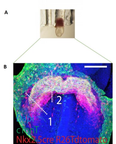 Visualizing embryonic heart formation in real time: | Research ...