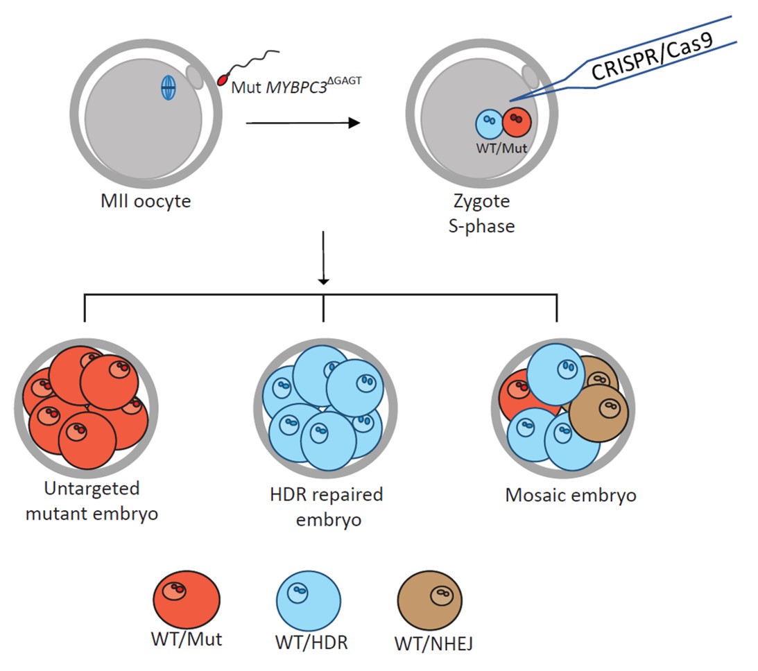 Using gene editing technology to repair a pathogenic mutation in human ...