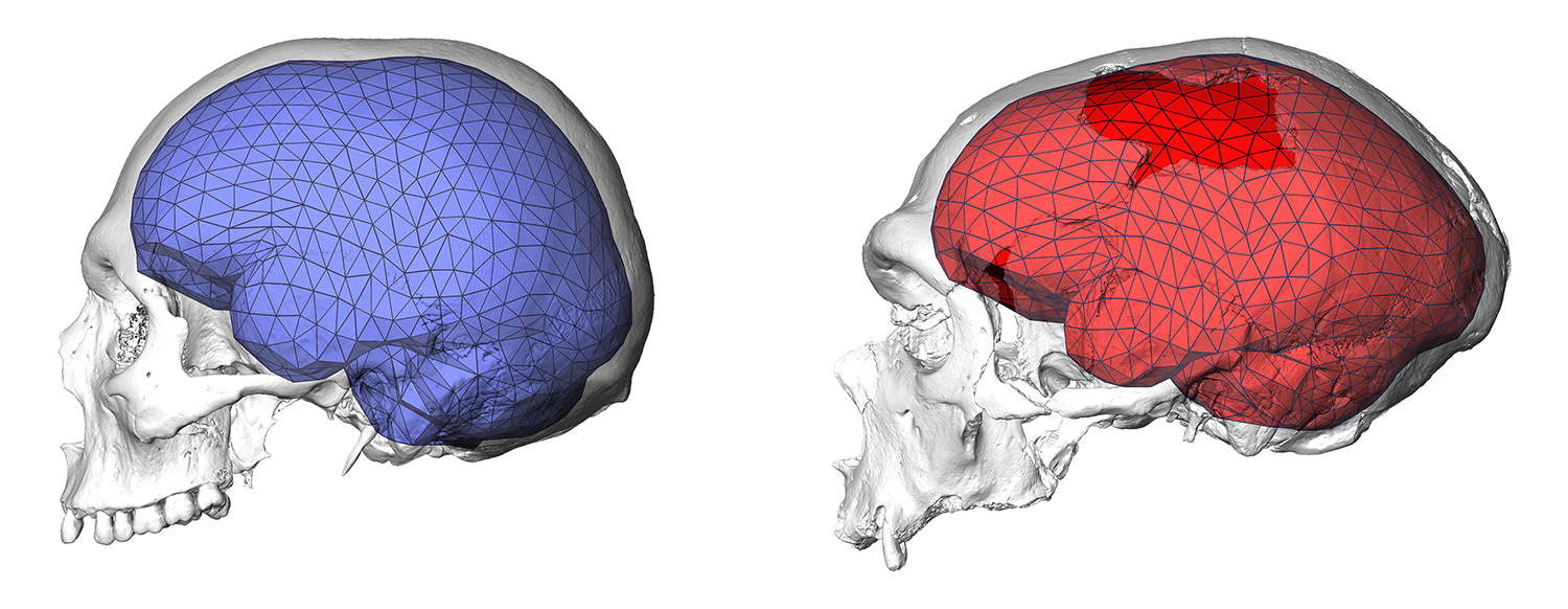 The evolution of modern human brain organization | Research Communities ...