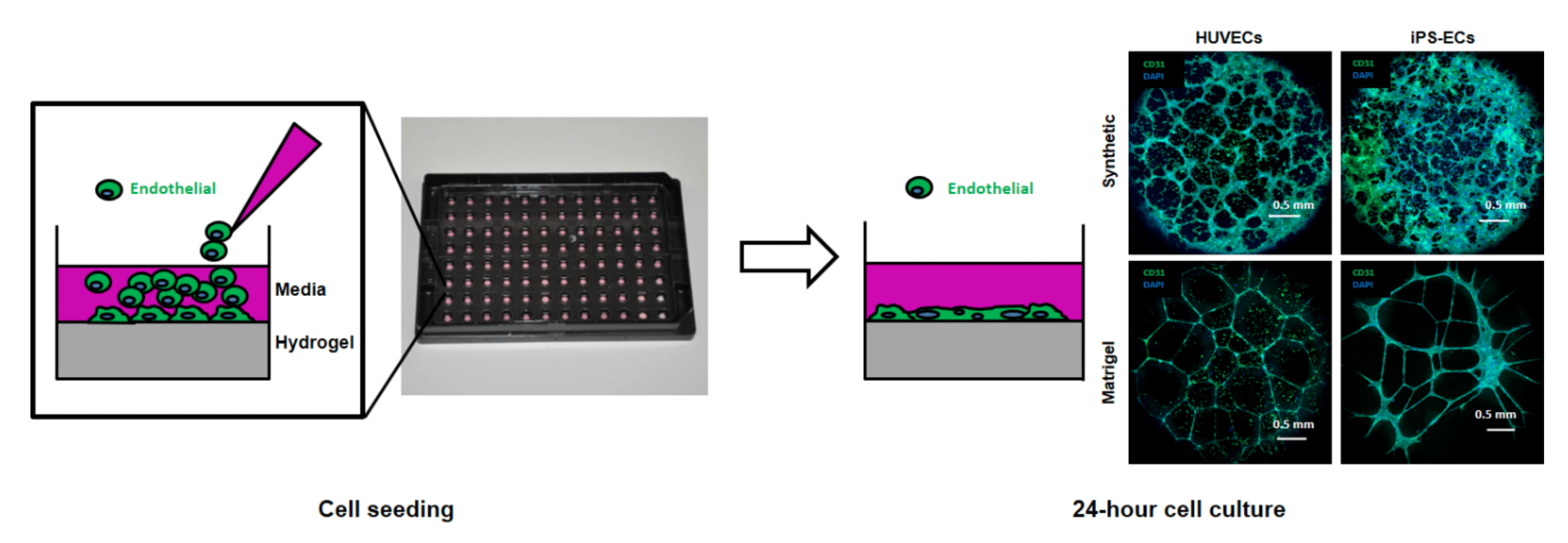 Synthetic alternatives to Matrigel for toxicity screening and stem cell ...