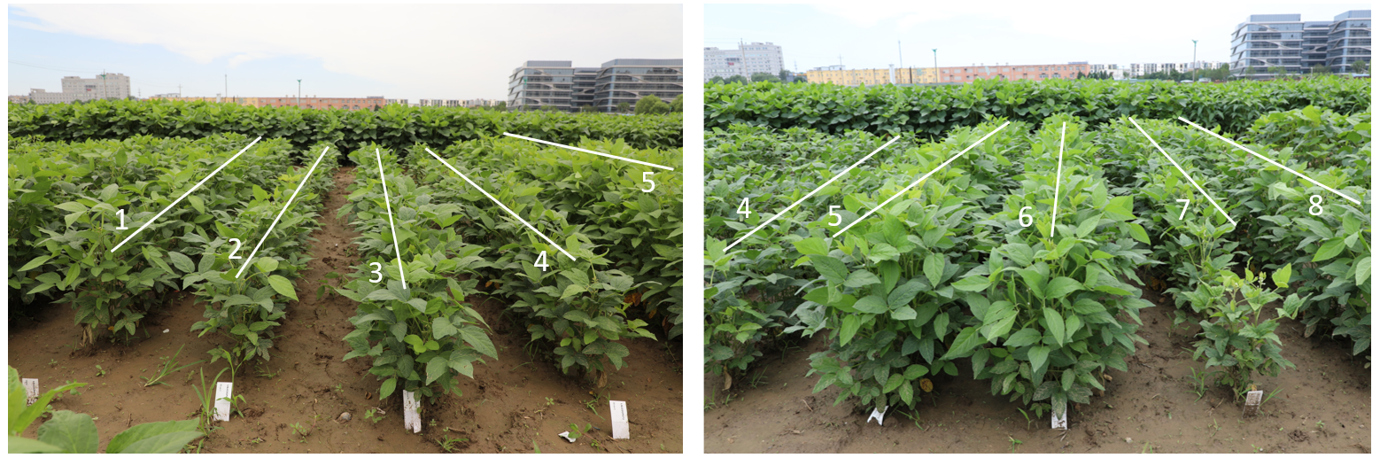 Dt2, a star gene, determines branching in soybean | Research ...