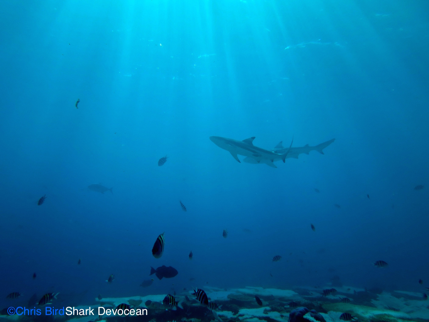 Global feeding habits of sharks revealed using stable carbon isotopes ...