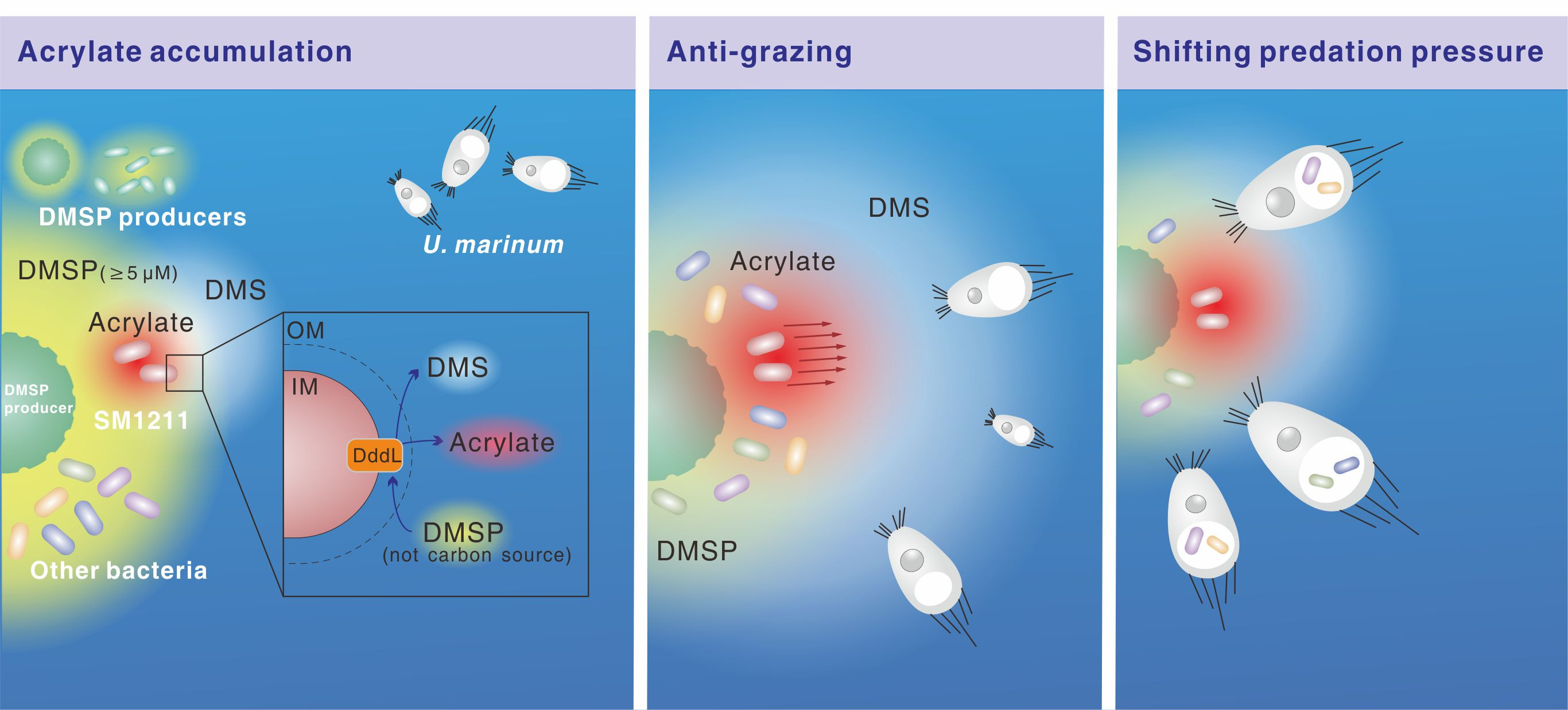 The "clever" bacteria escaping from predation | Research Communities by ...