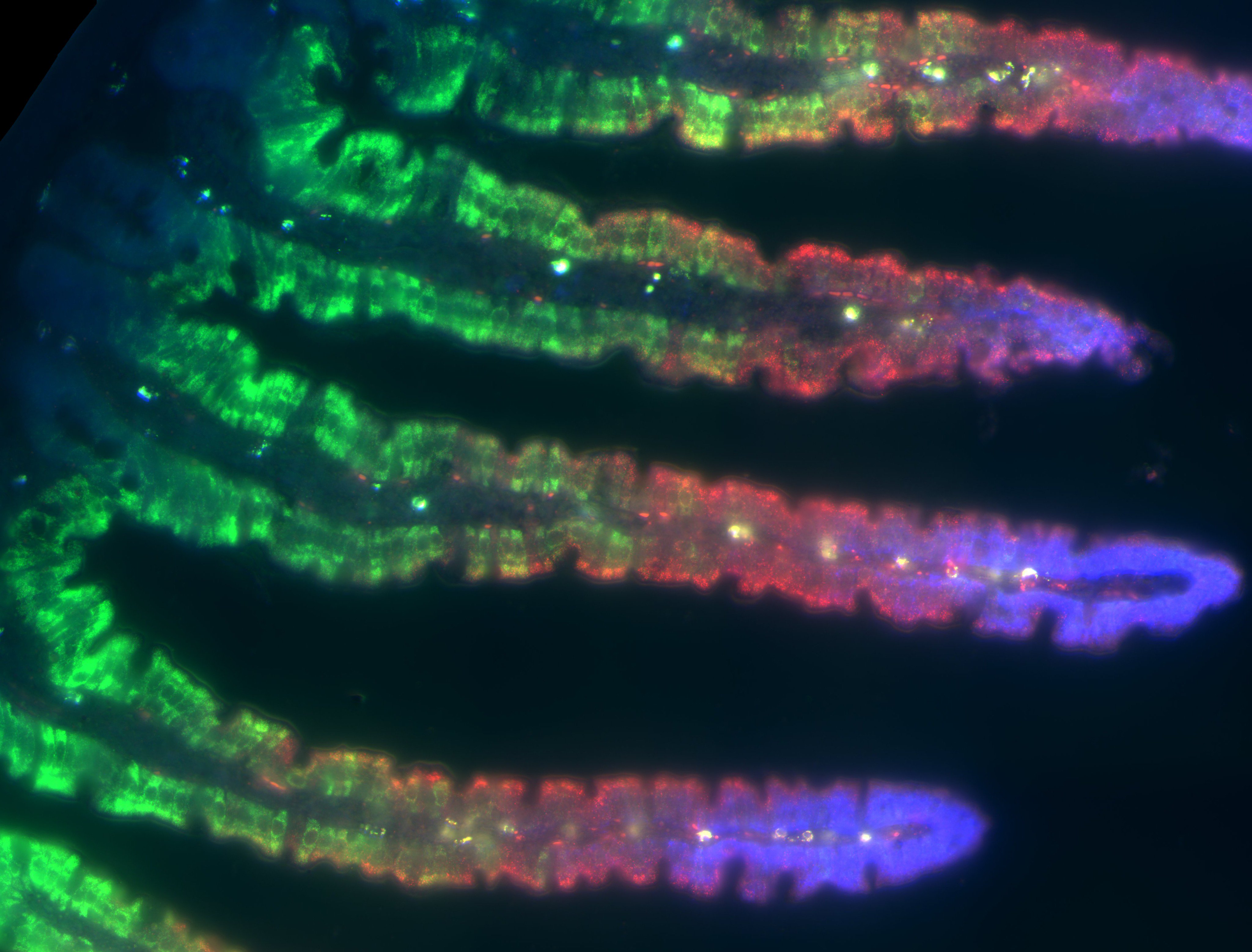 Clump sequencing - an approach for resolving spatial expression ...