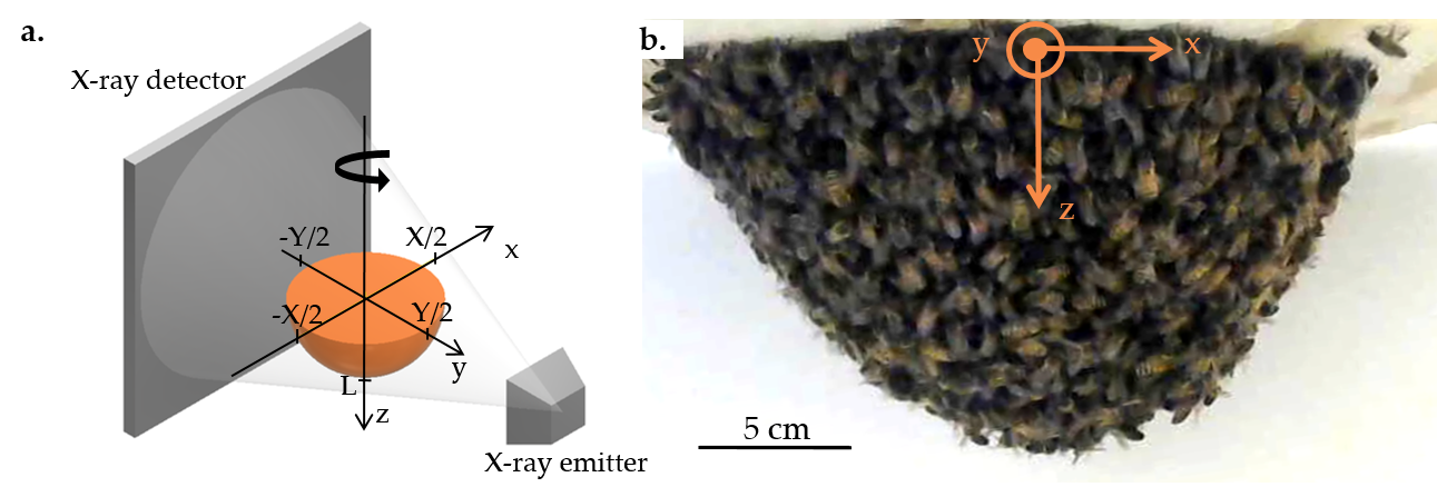 Honey bee swarms maintain mechanical stability by following a scaling ...
