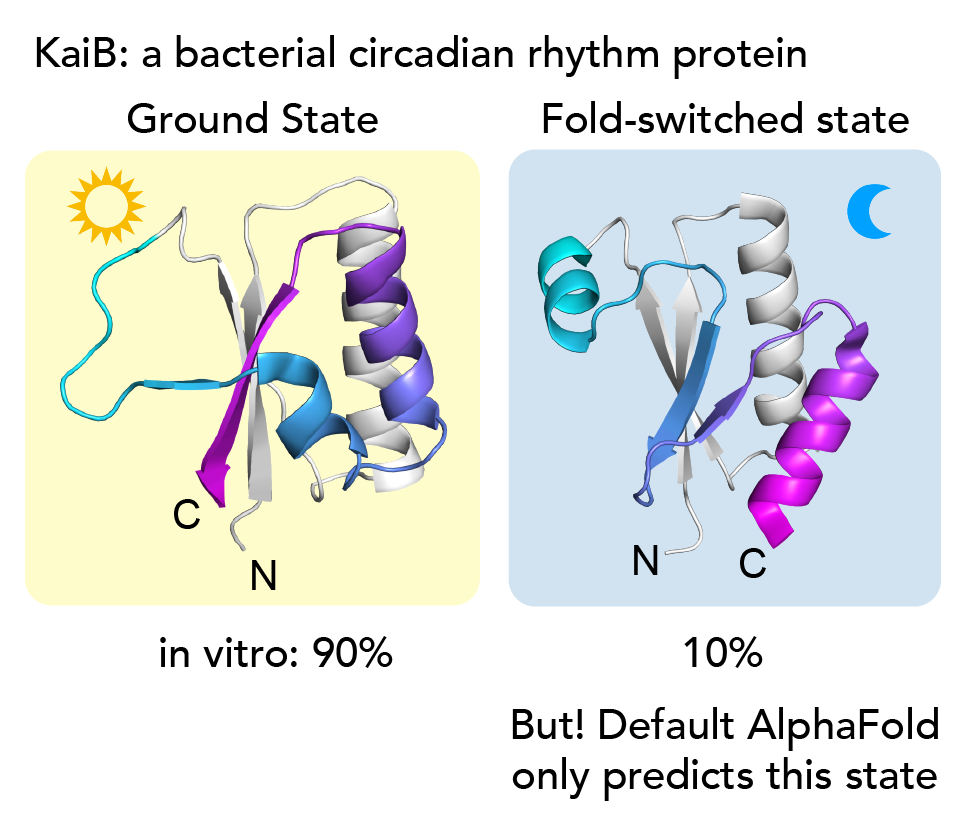 Predicting multiple conformations via sequence clustering and AlphaFold2 | Research Communities ...