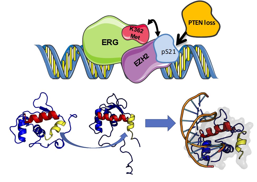 A molecular switch activates ERG and promotes prostate cancer ...