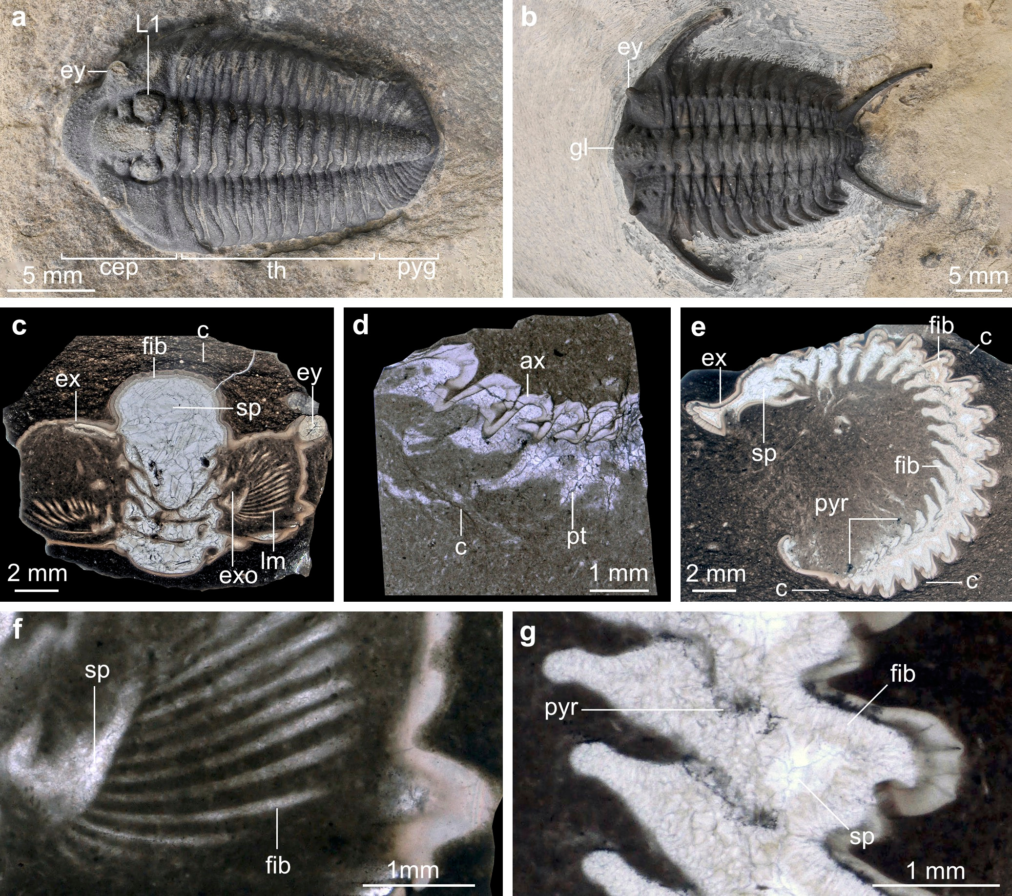 Trilobite legs in 3D: understanding the fossilization process ...