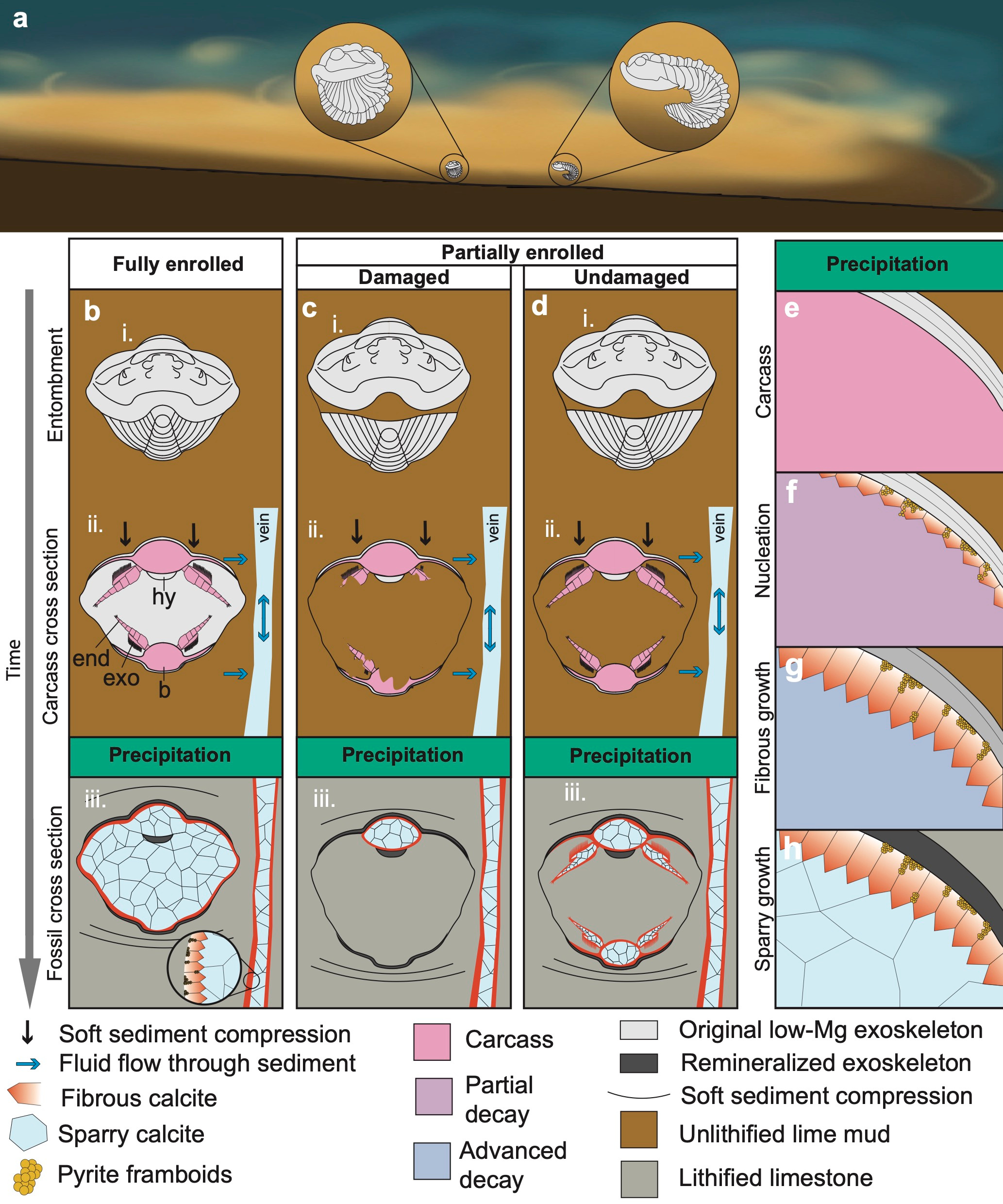 Trilobite legs in 3D: understanding the fossilization process ...