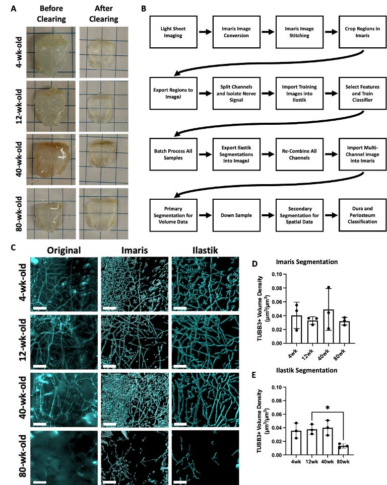 Visualizing 3D neuroskeletal interactions in the skull | Research ...