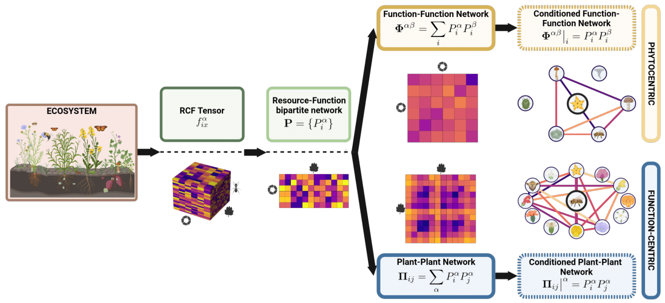 On the structure of species-function participation in multilayer ...