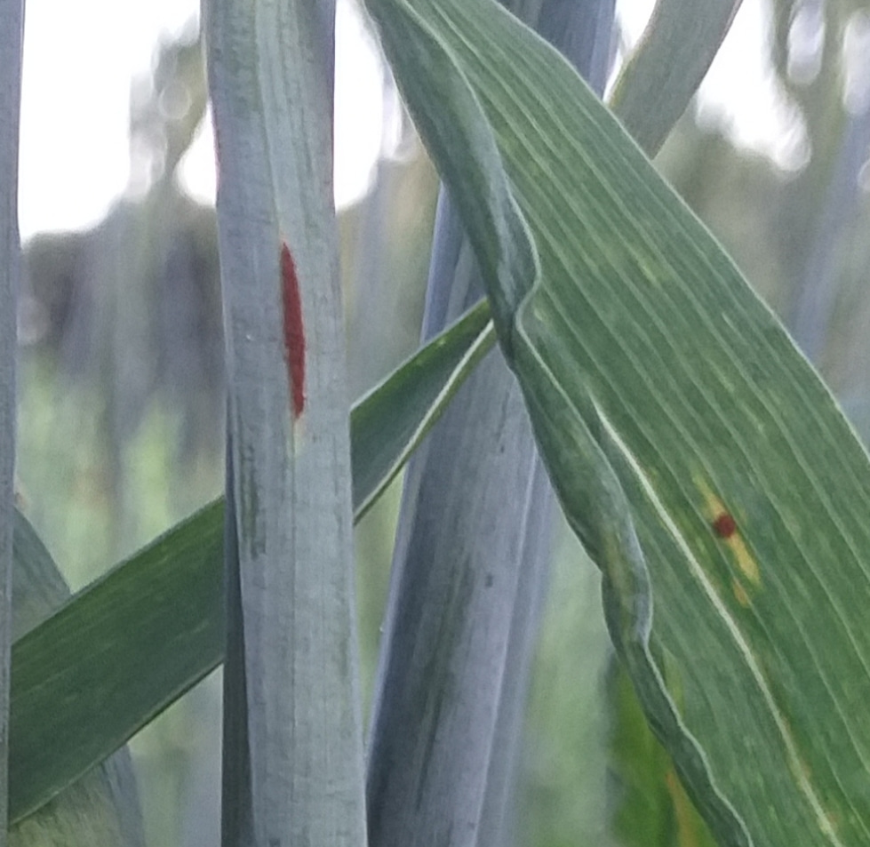 Stem rust disease | Research Communities by Springer Nature