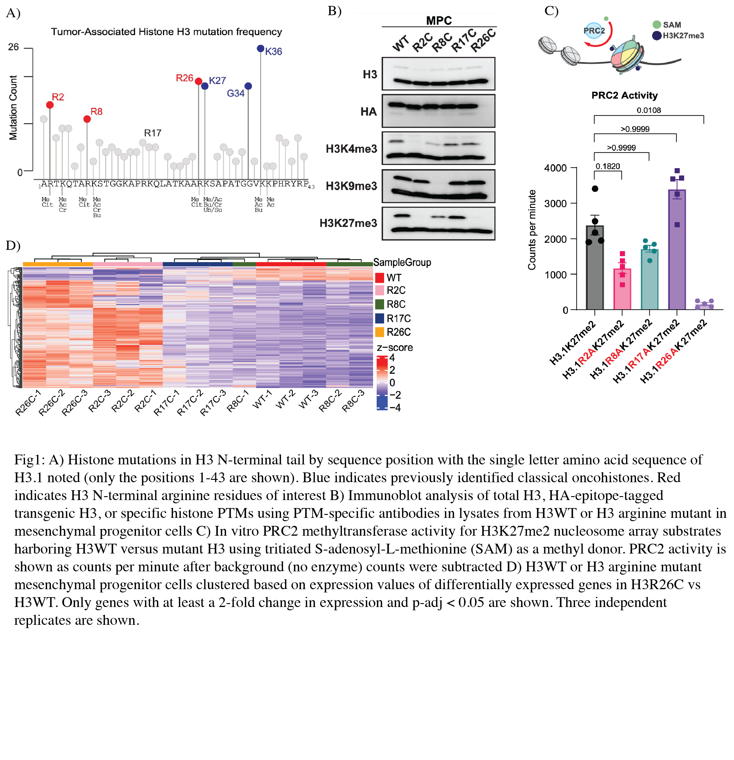 Cancer-associated Histone H3 N-terminal arginine mutations disrupt PRC2 ...