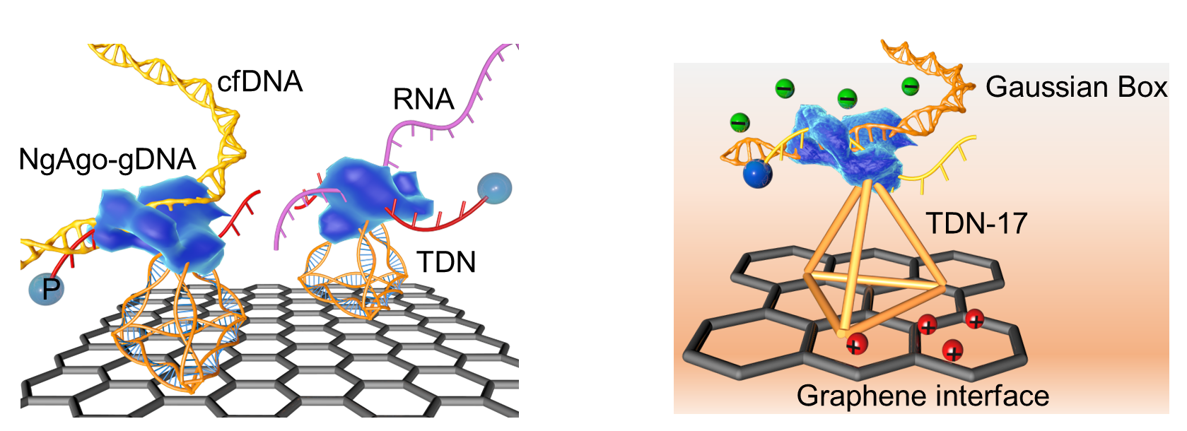 On-body detection of unamplified nucleic acid | Research Communities by ...